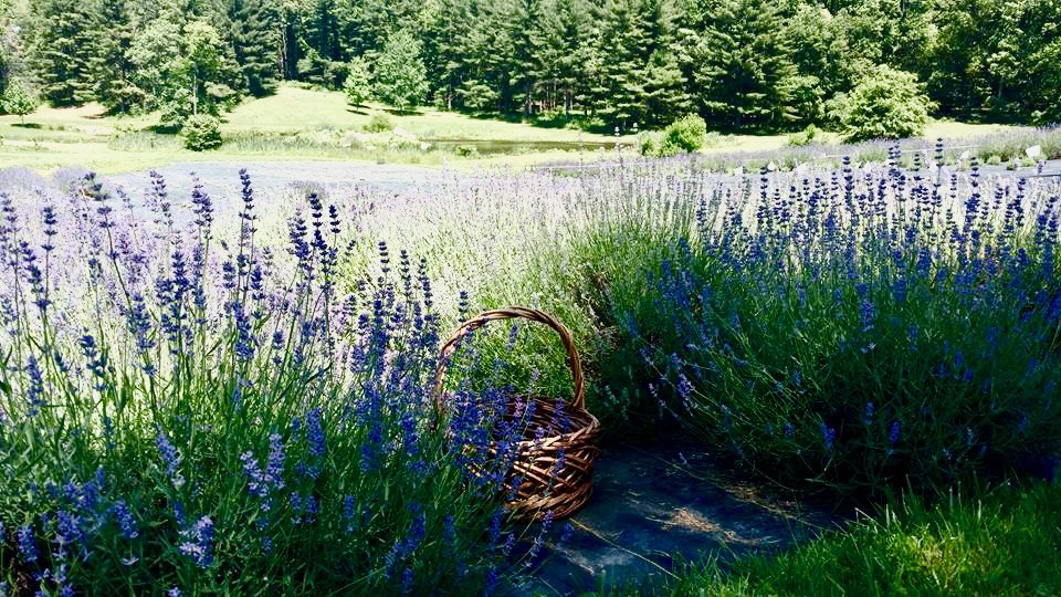 Day Trip: Soleado Lavender Farm