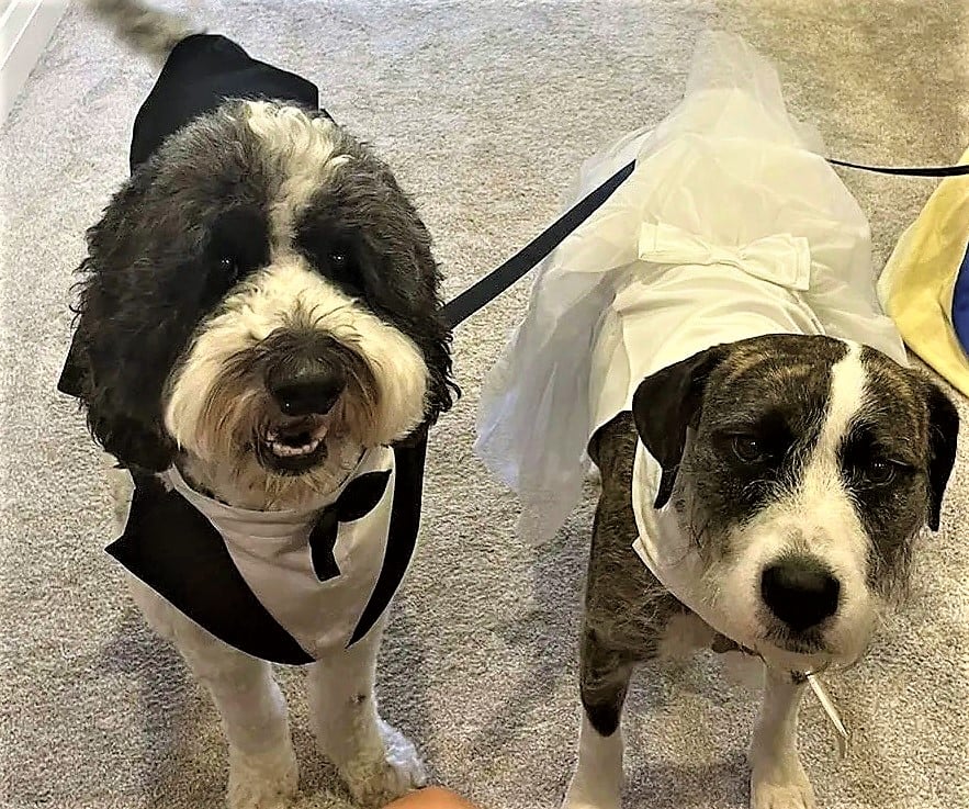 Dog Wedding Raises $20,000 for Animal Rescue Group - Arlington VA