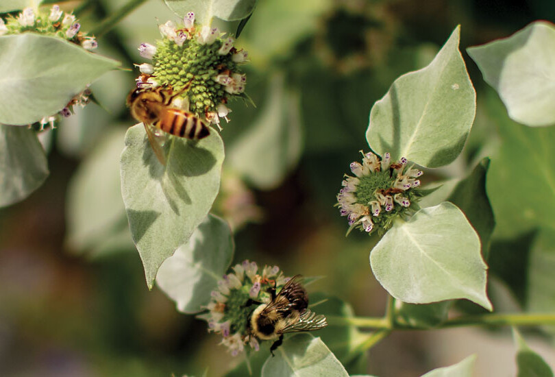 Honeybees Aren't the Pollinators We Should Be Worried About